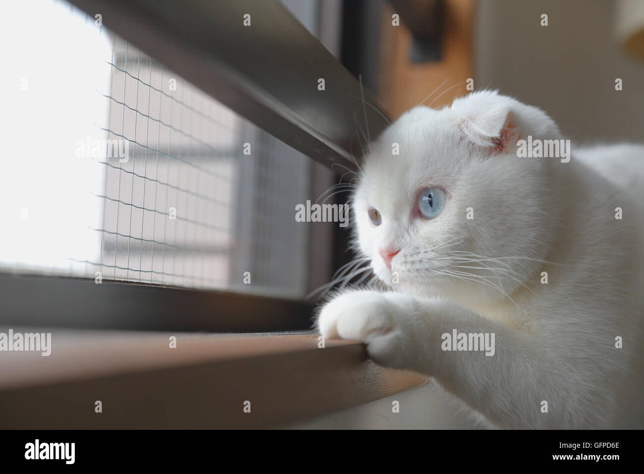 Cat in the house Stock Photo - Alamy