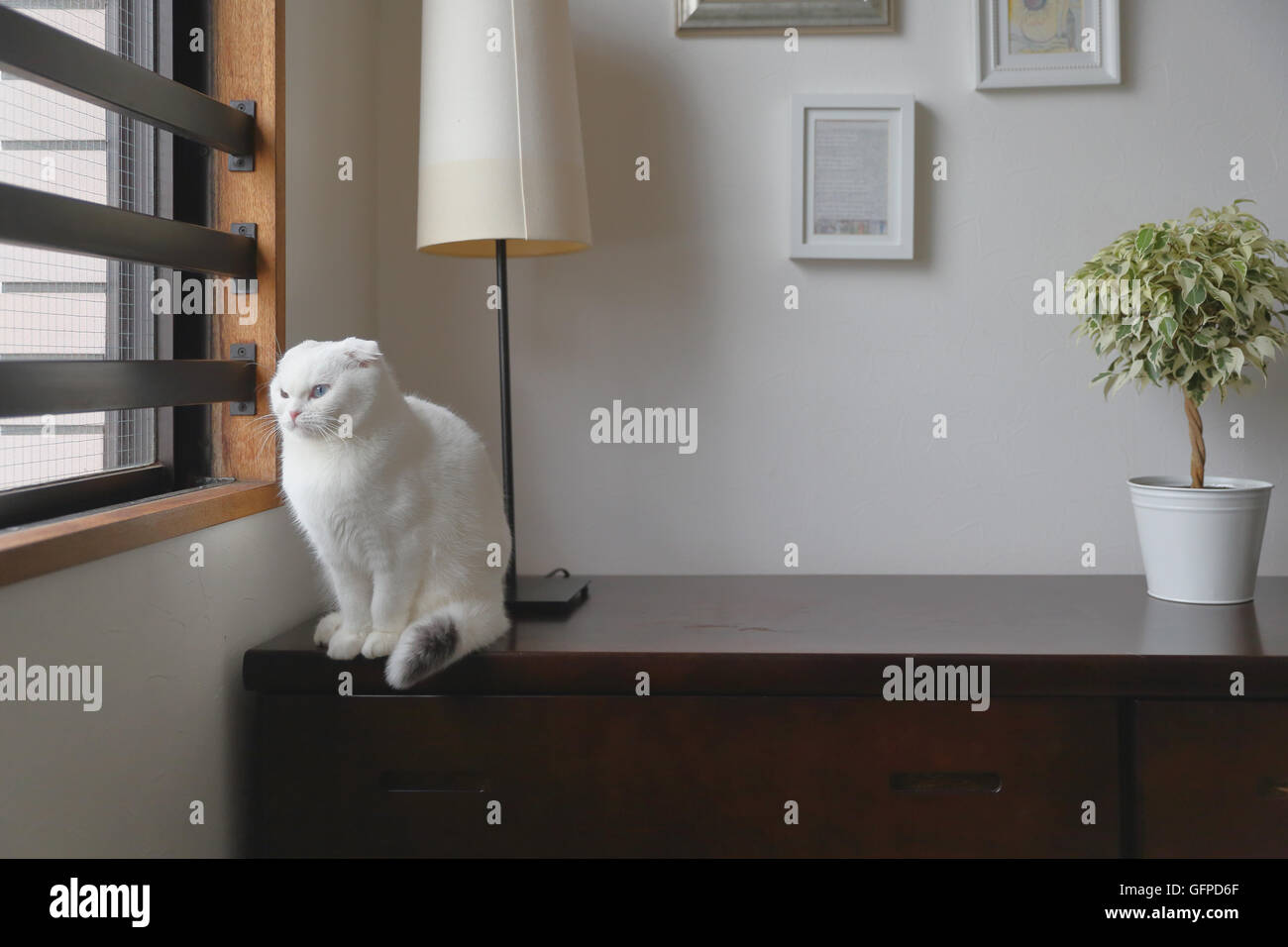 Cat in the house Stock Photo - Alamy