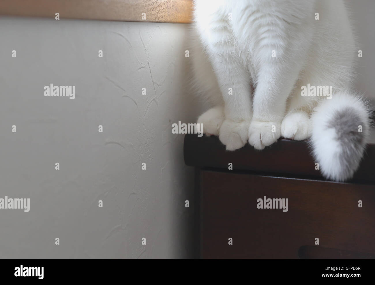 Cat in the house Stock Photo - Alamy