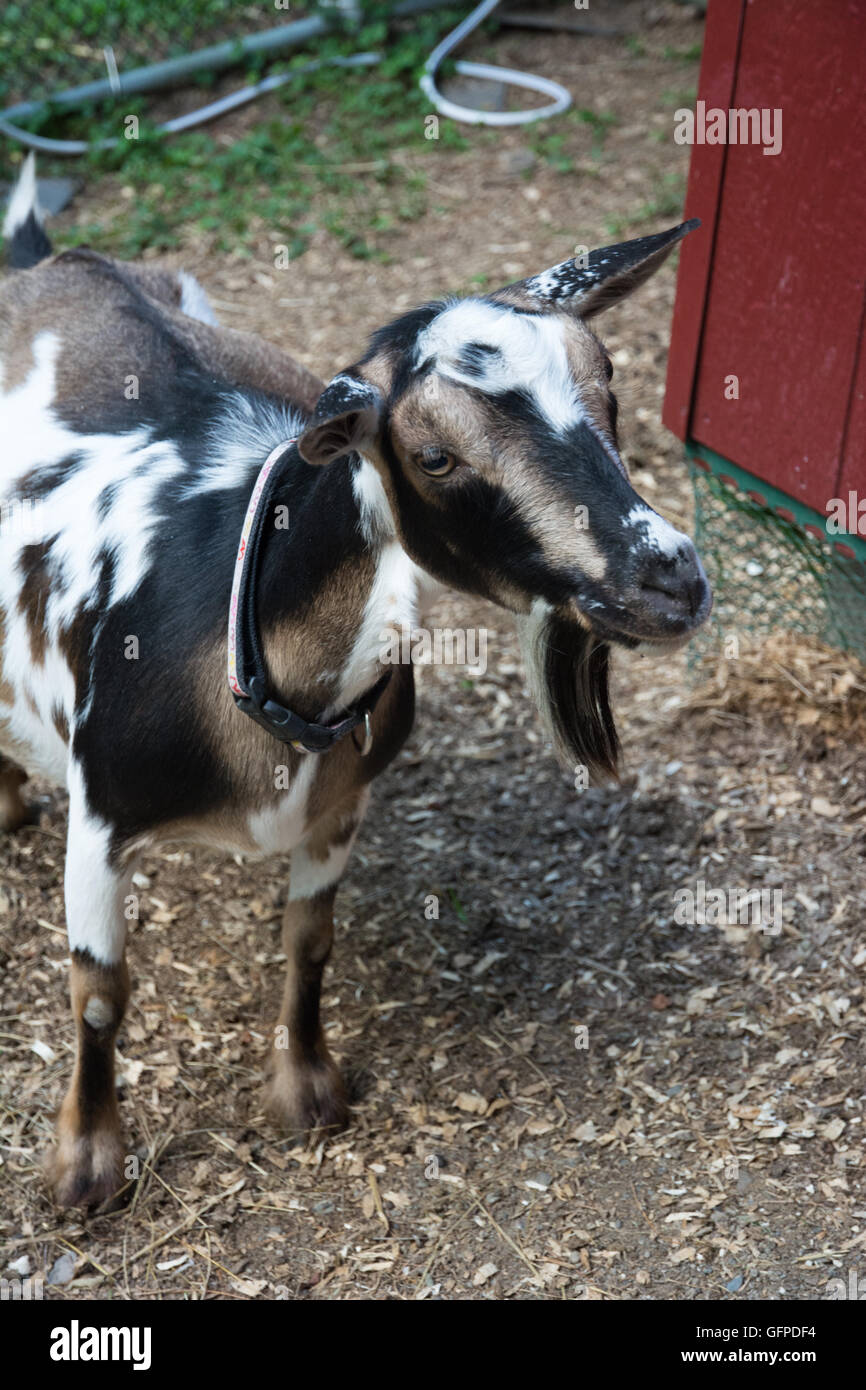 A close up of a pygmy goat Stock Photo - Alamy