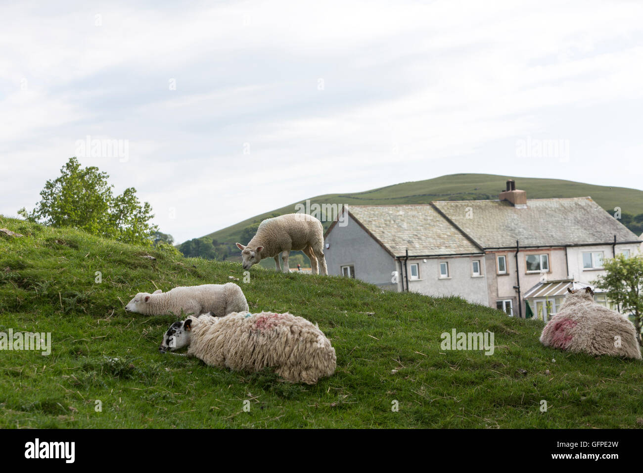 Marking sheep with paint hi-res stock photography and images - Alamy