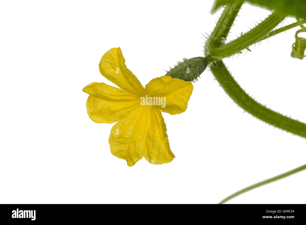 Young cucumber with flower, isolated on white background Stock Photo ...