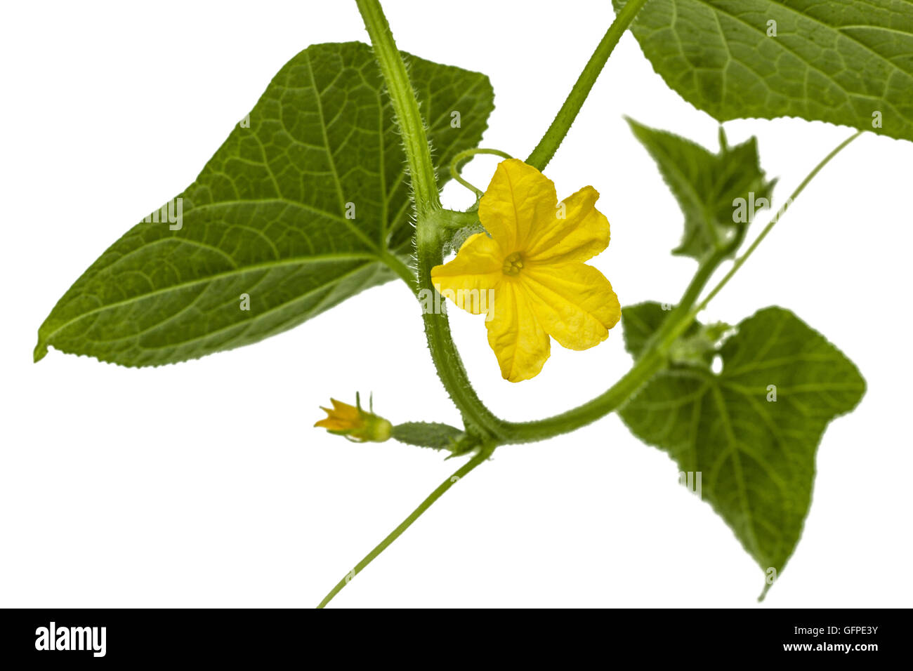 Yellow flower of cucumber, isolated on white background Stock Photo - Alamy