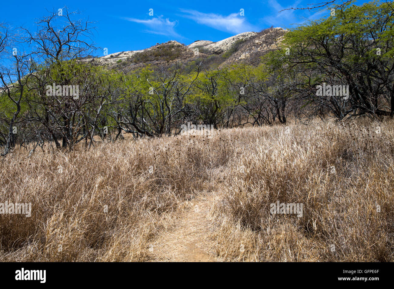 Diamond head crater le’ahi hi-res stock photography and images - Alamy