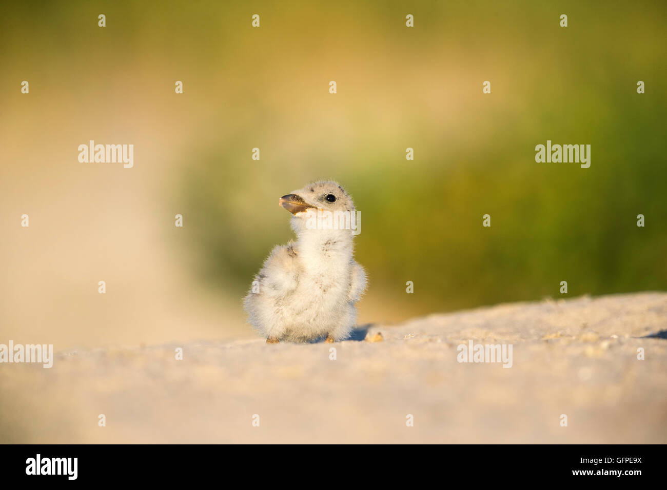 Young Black Skimmer chick standing on the beach Stock Photo - Alamy