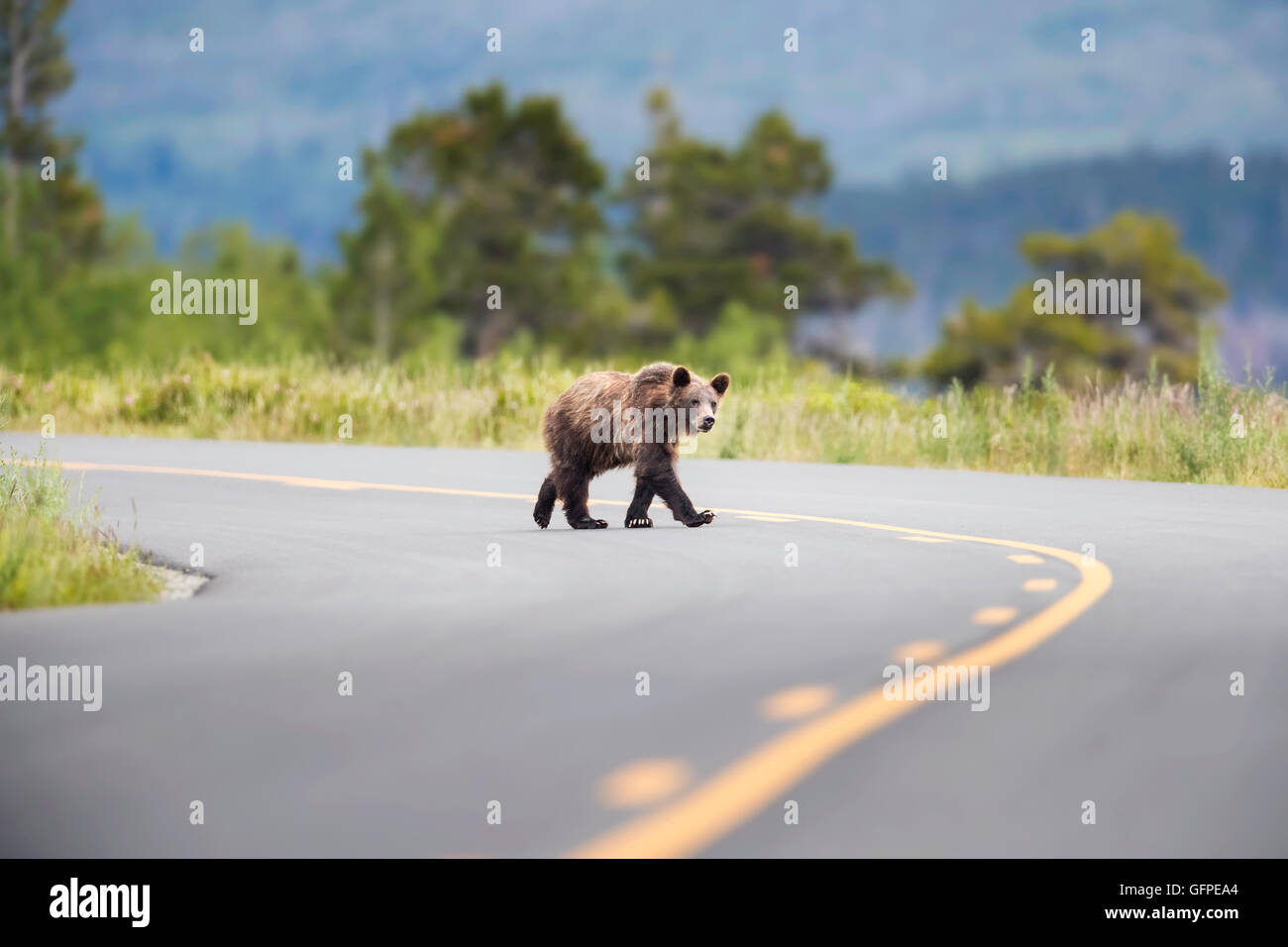 Grizzly Bear crossing a road at the Many Glacier area of the Glacier ...