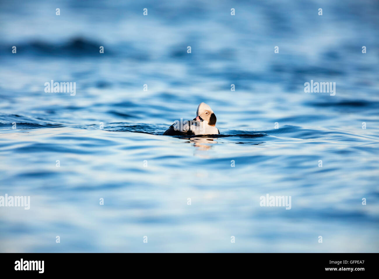 Adult male Long-tailed Duck swimming in the Atlantic Ocean at the ...