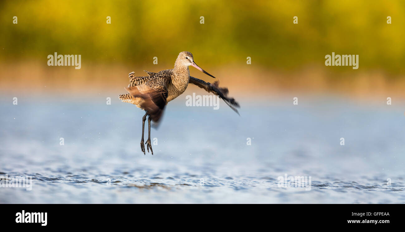 Marbled godwit in flight hi-res stock photography and images - Alamy