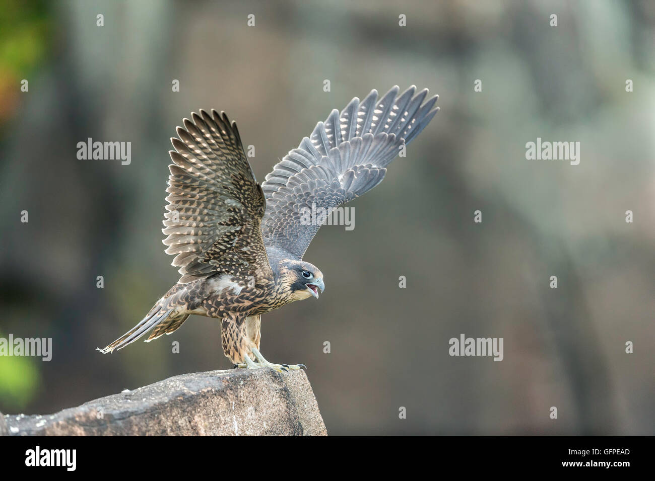 Beak peregrine falcon open wings hi-res stock photography and images ...