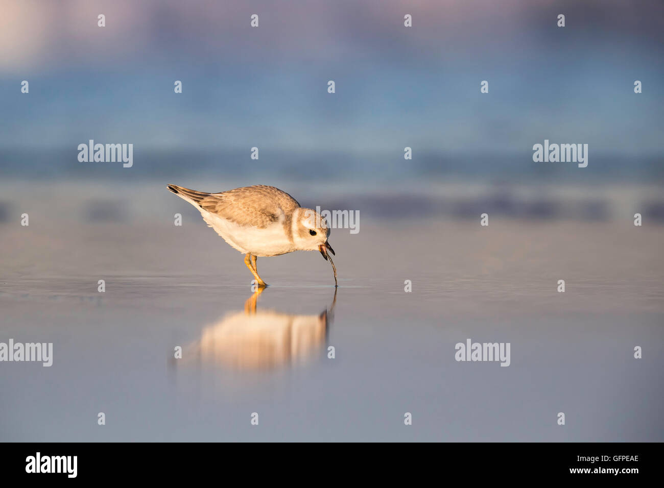 Juvenile Piping Plover feeding / eating a worm along the beach Stock ...