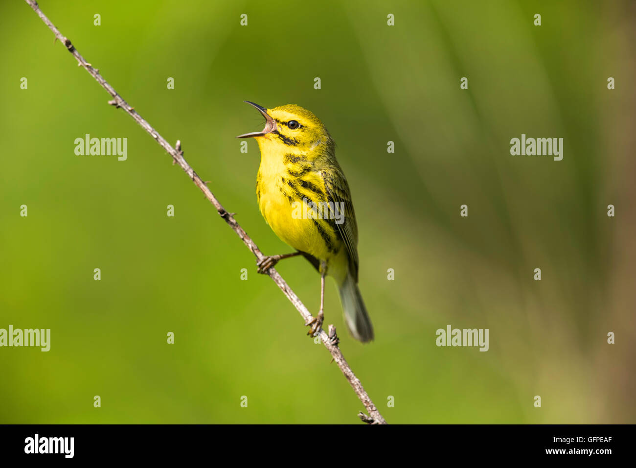 Adult Prairie Warbler singing Stock Photo - Alamy