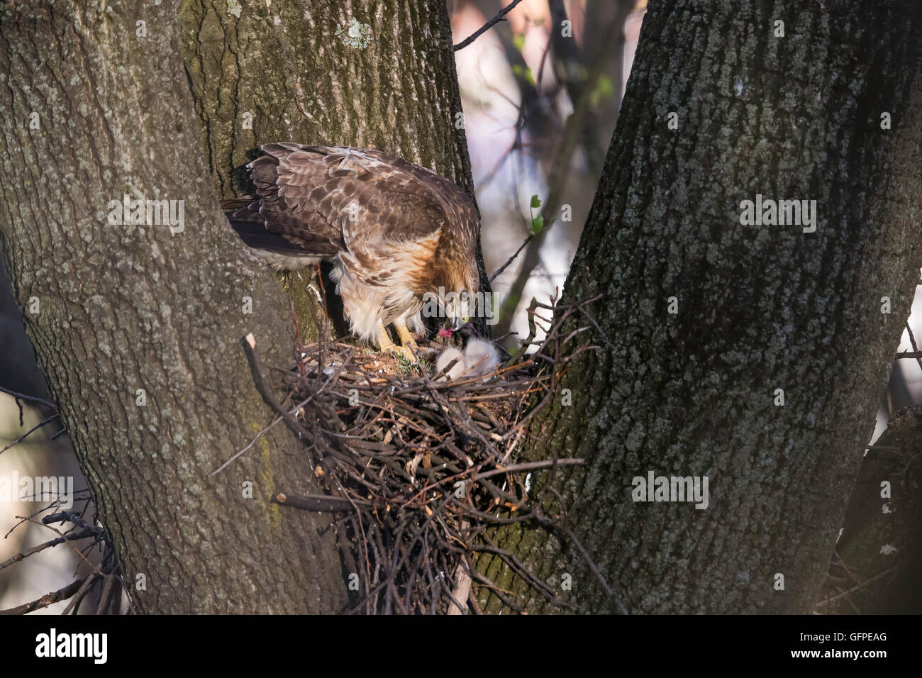 Red-tailed Hawk nest Stock Photo - Alamy