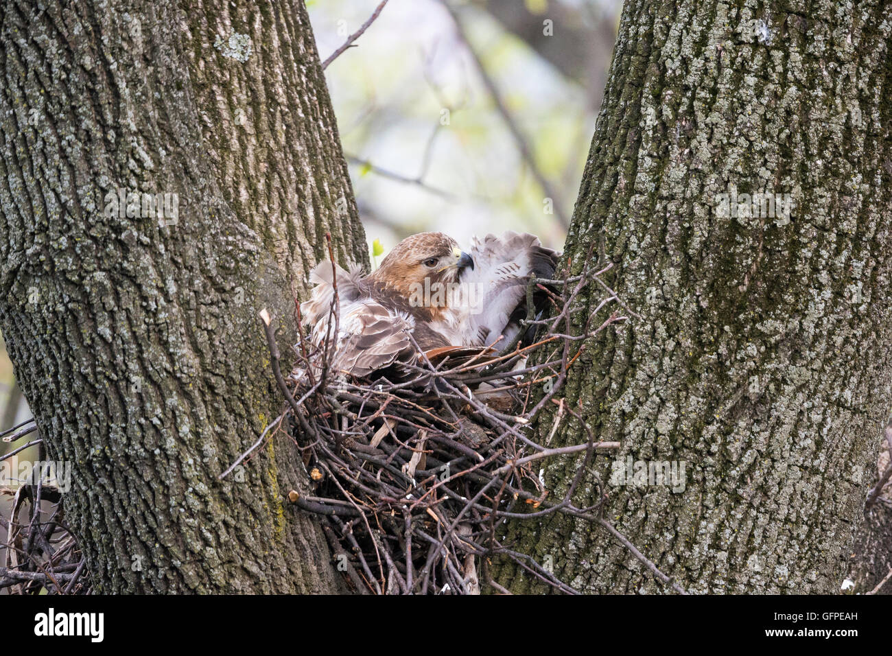 Red tailed hawk nest hi-res stock photography and images - Alamy
