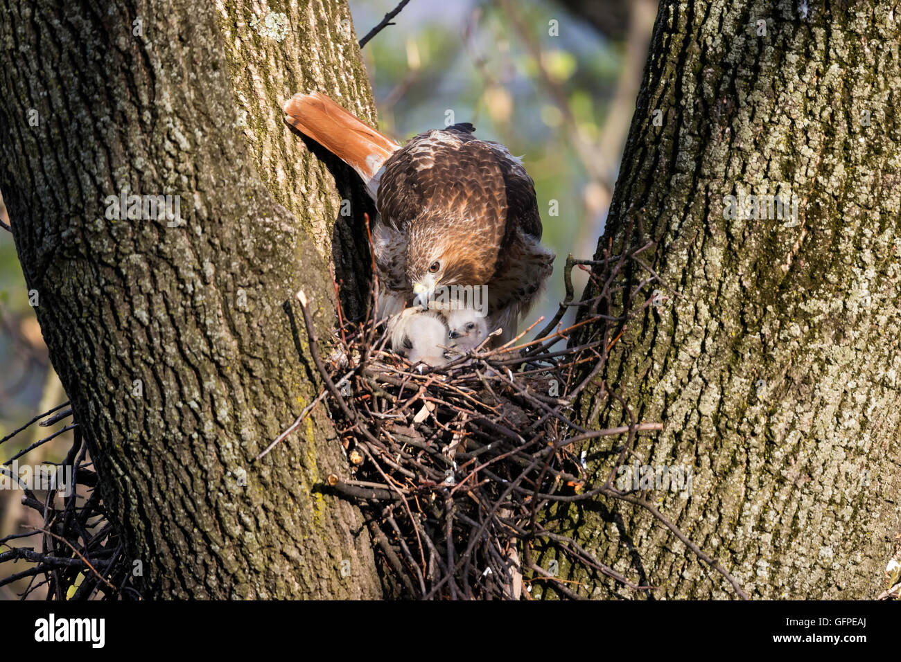 Adult Red-tailed Hawk carrying for it babies in the nest Stock Photo ...
