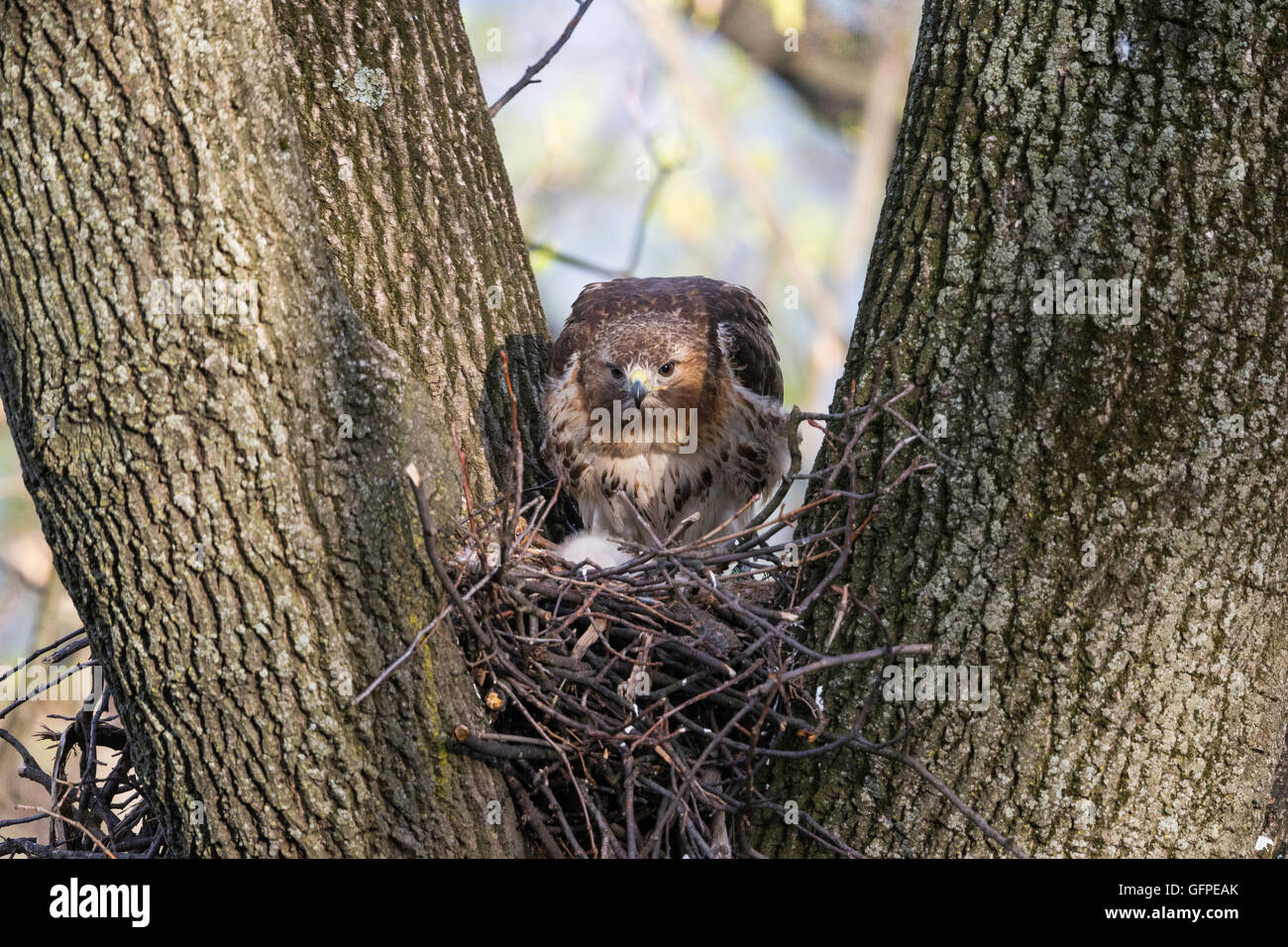 Red tailed hawk nest hi-res stock photography and images - Alamy