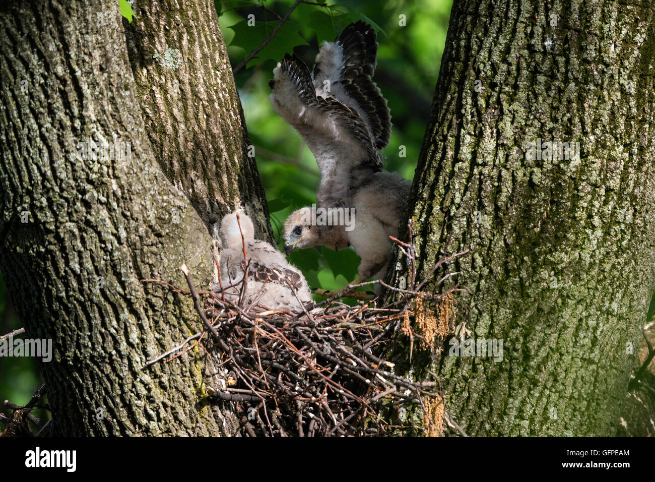 Red tailed hawk nest hi-res stock photography and images - Alamy