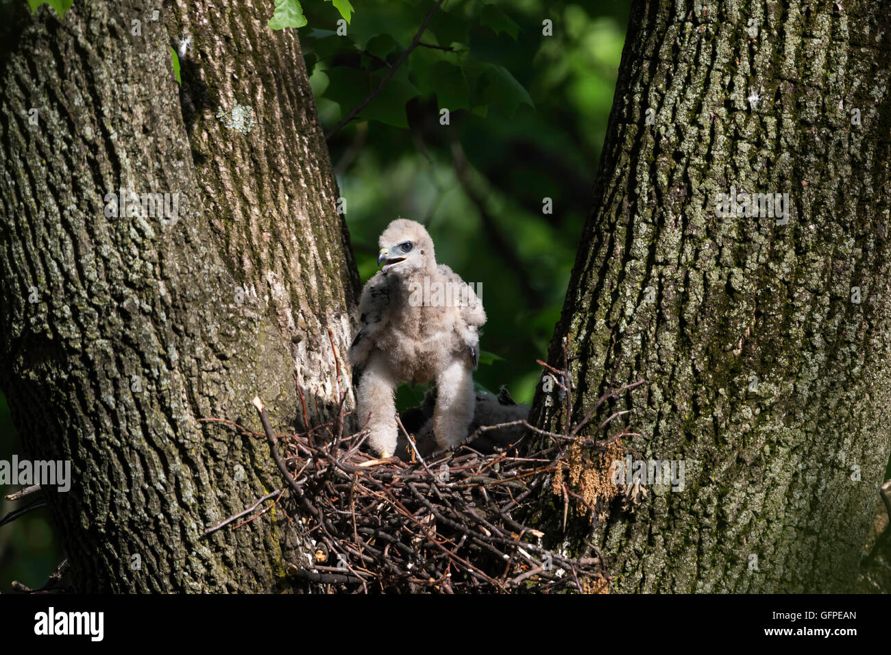 Adult Red-tailed Hawk feeding 1 week old chicks in the nest Stock Photo ...