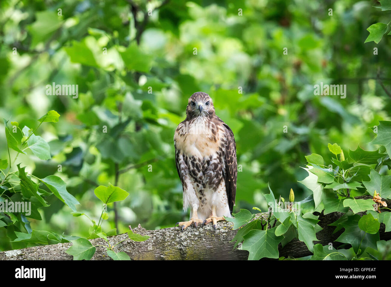 Juvenile red tailed hawk hi-res stock photography and images - Alamy