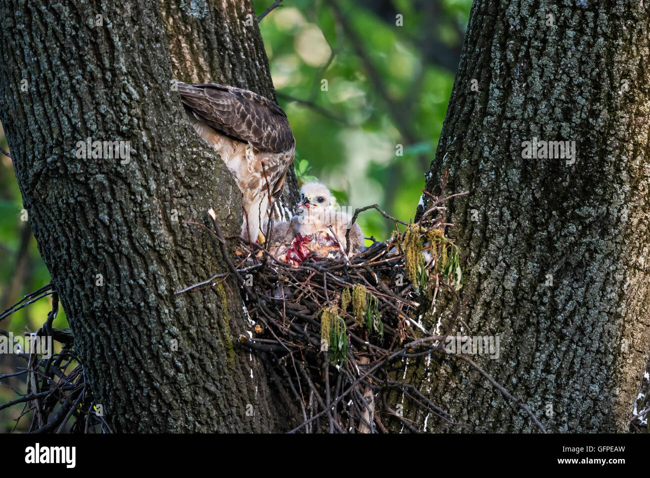 Hawk Chick