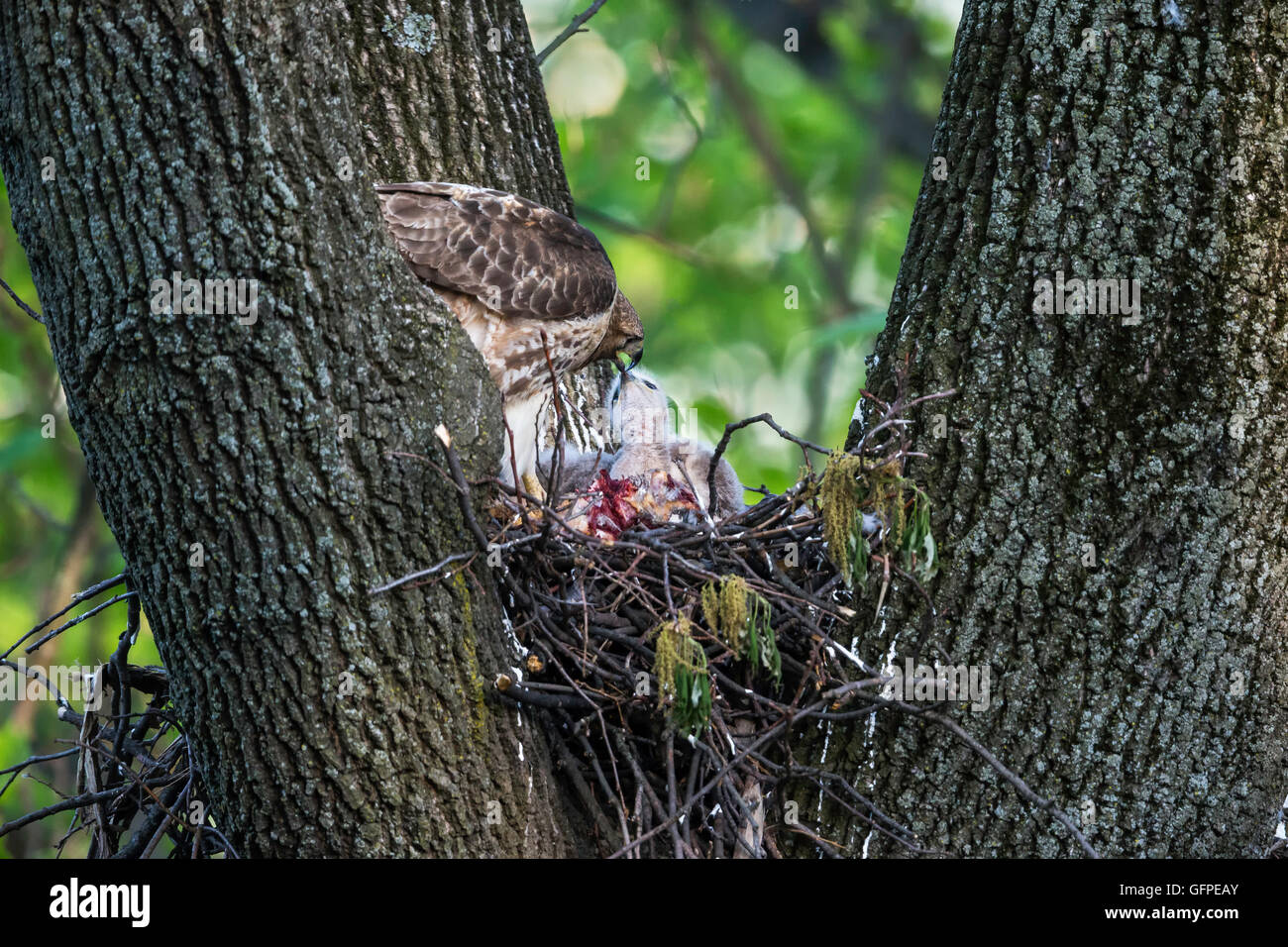 Adult Red-tailed Hawk feeding 1 week old chicks in the nest Stock Photo ...