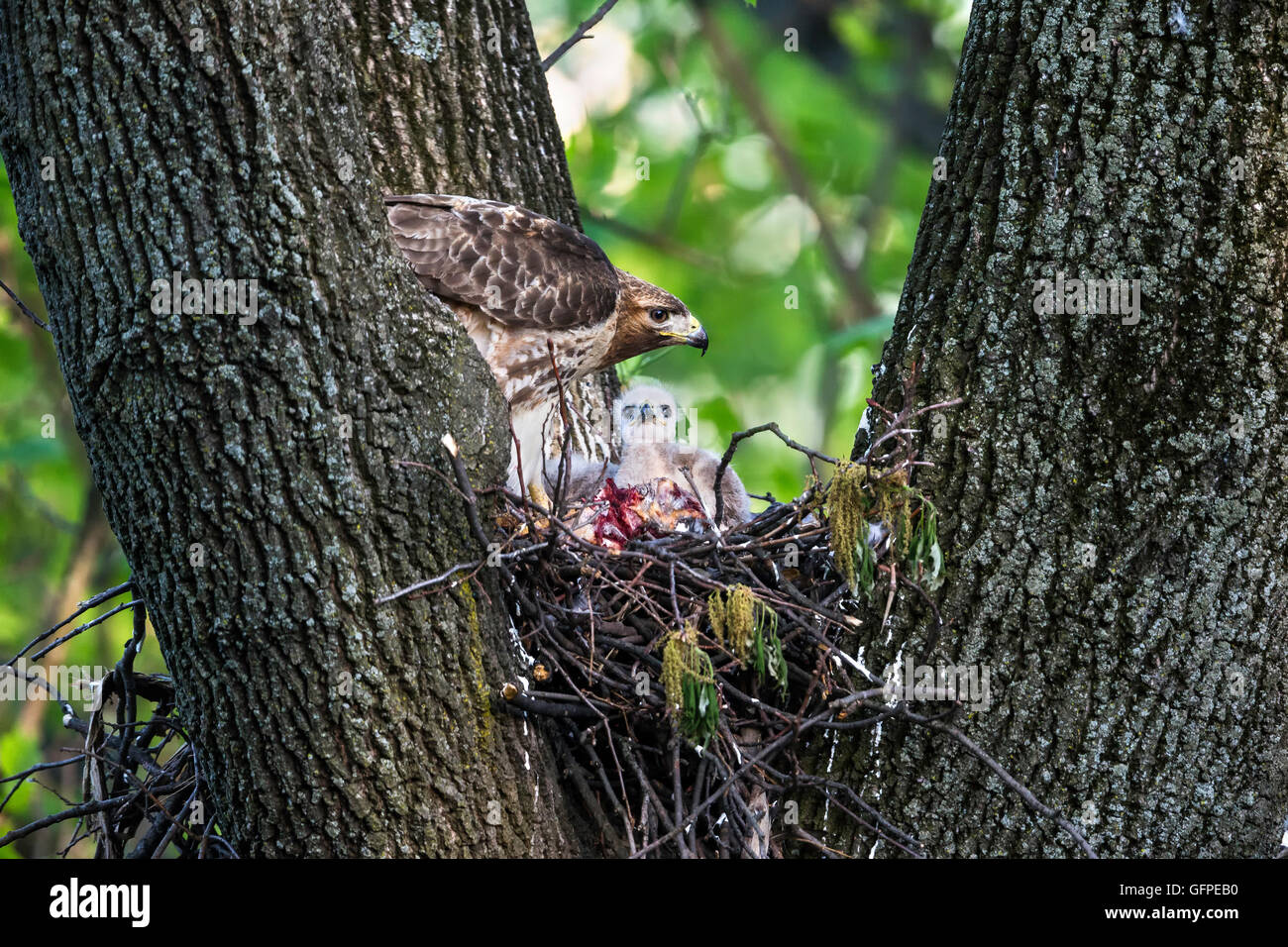 Red tailed hawk nest hi-res stock photography and images - Alamy