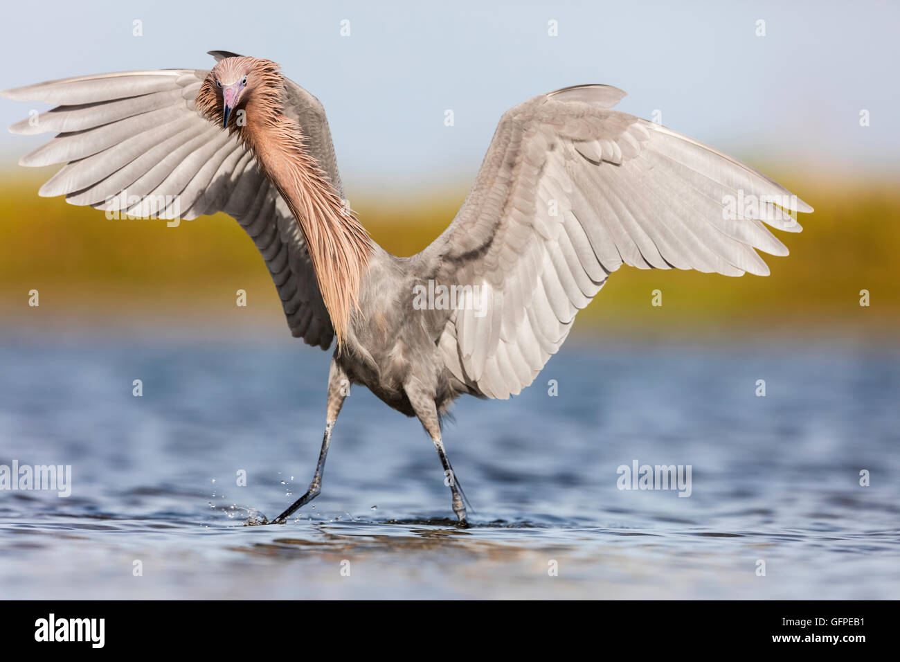 Reddish Egret hunting with its wings widespread straight into a camera ...