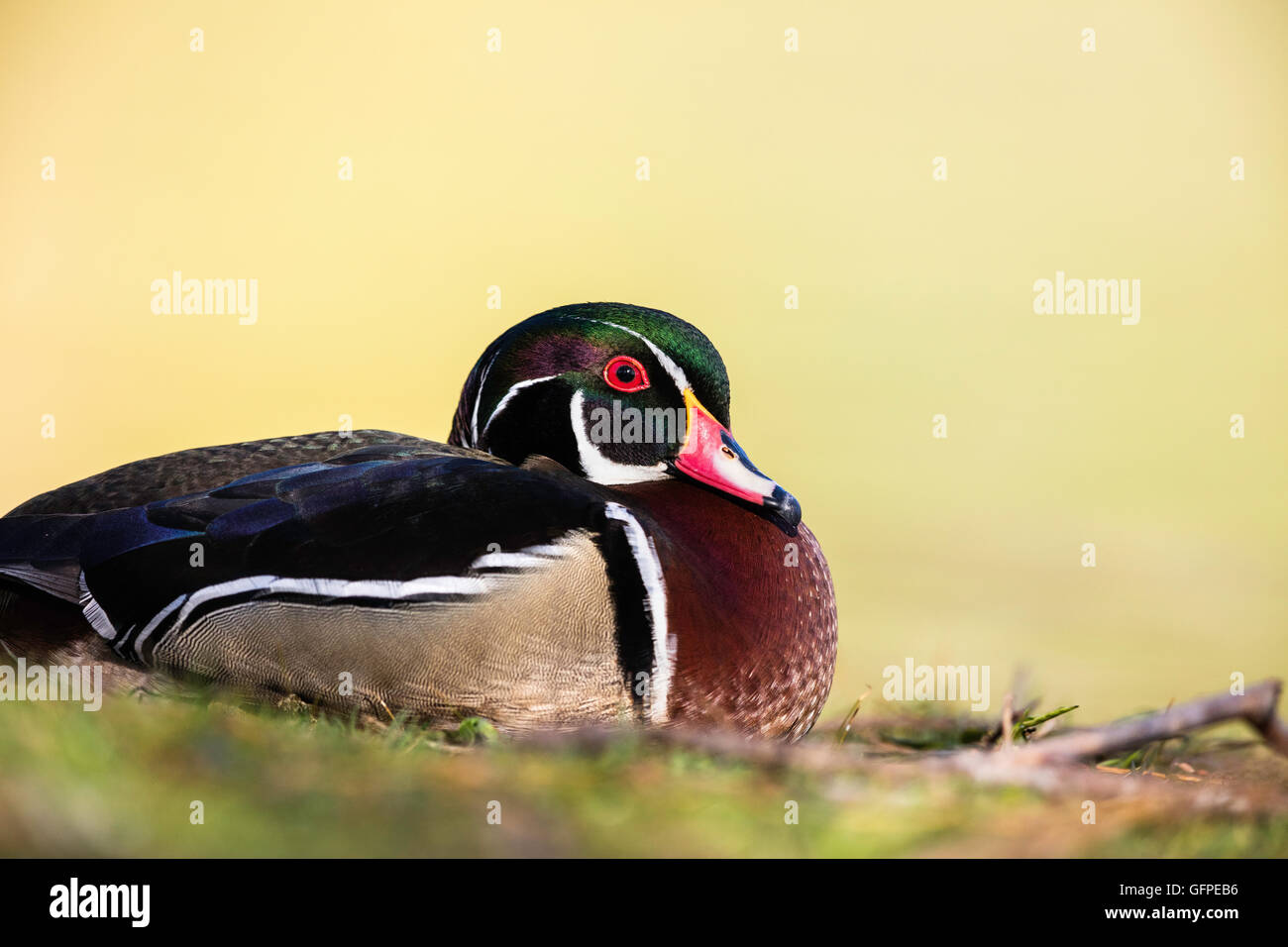Green iridescent duck plumage hi-res stock photography and images - Alamy