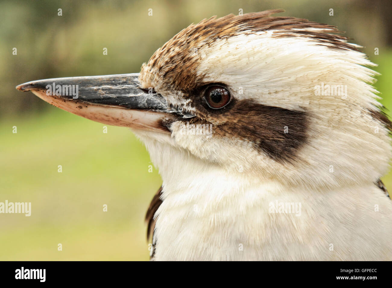 Kookaburra park hi-res stock photography and images - Alamy