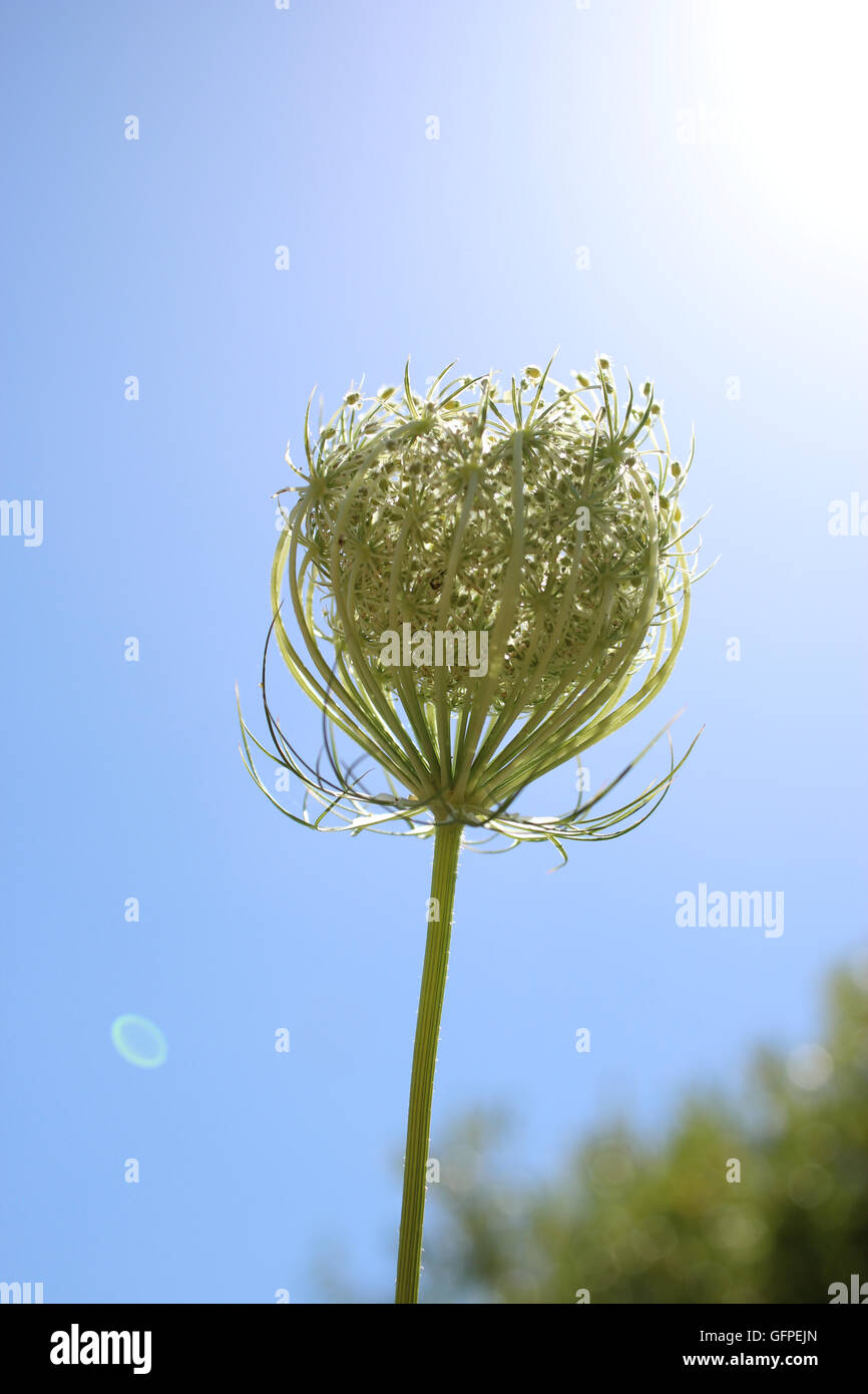 Allium Bloom With Sun in Frame Stock Photo - Alamy