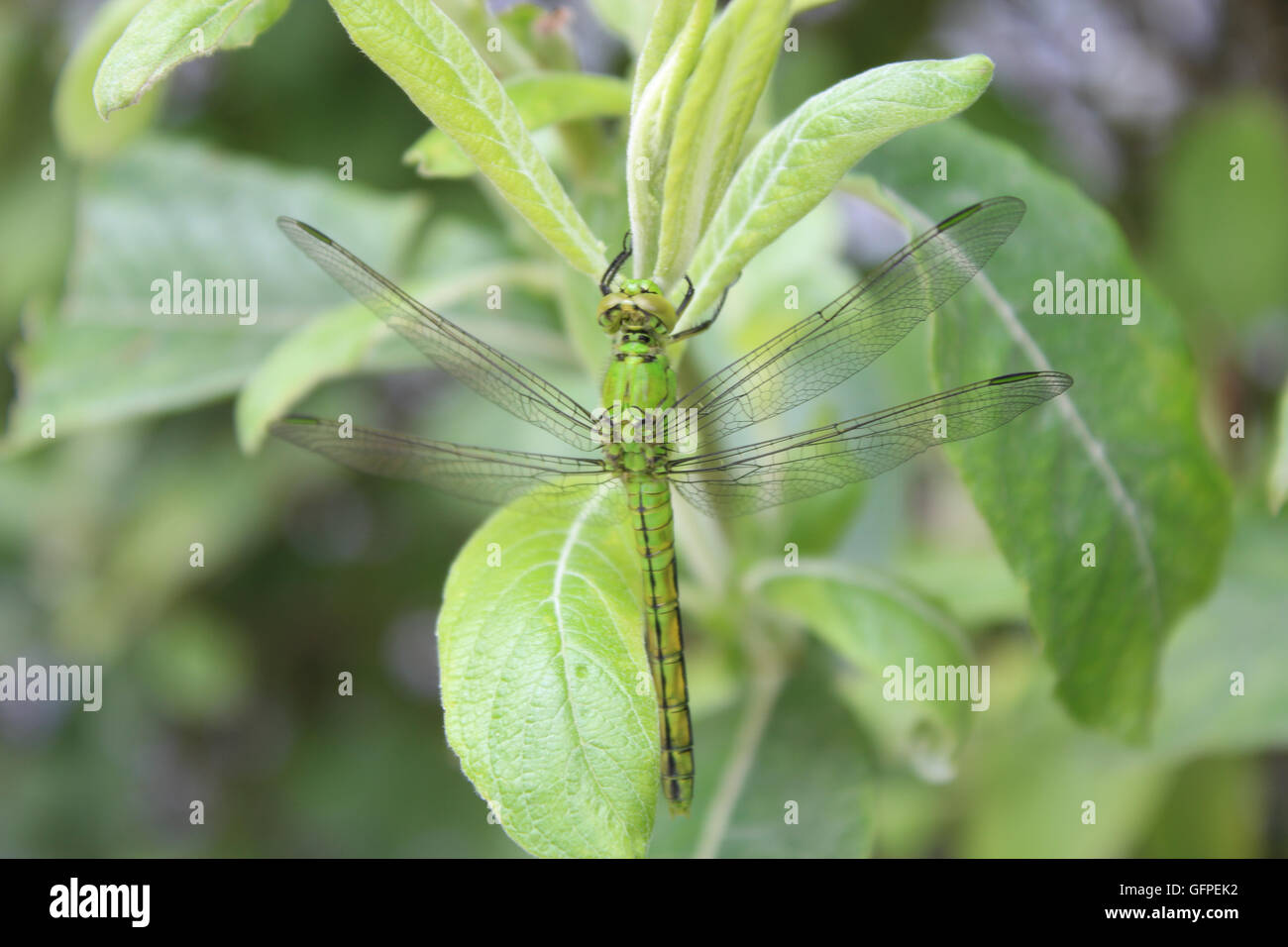 Green dragon plant hi-res stock photography and images - Alamy
