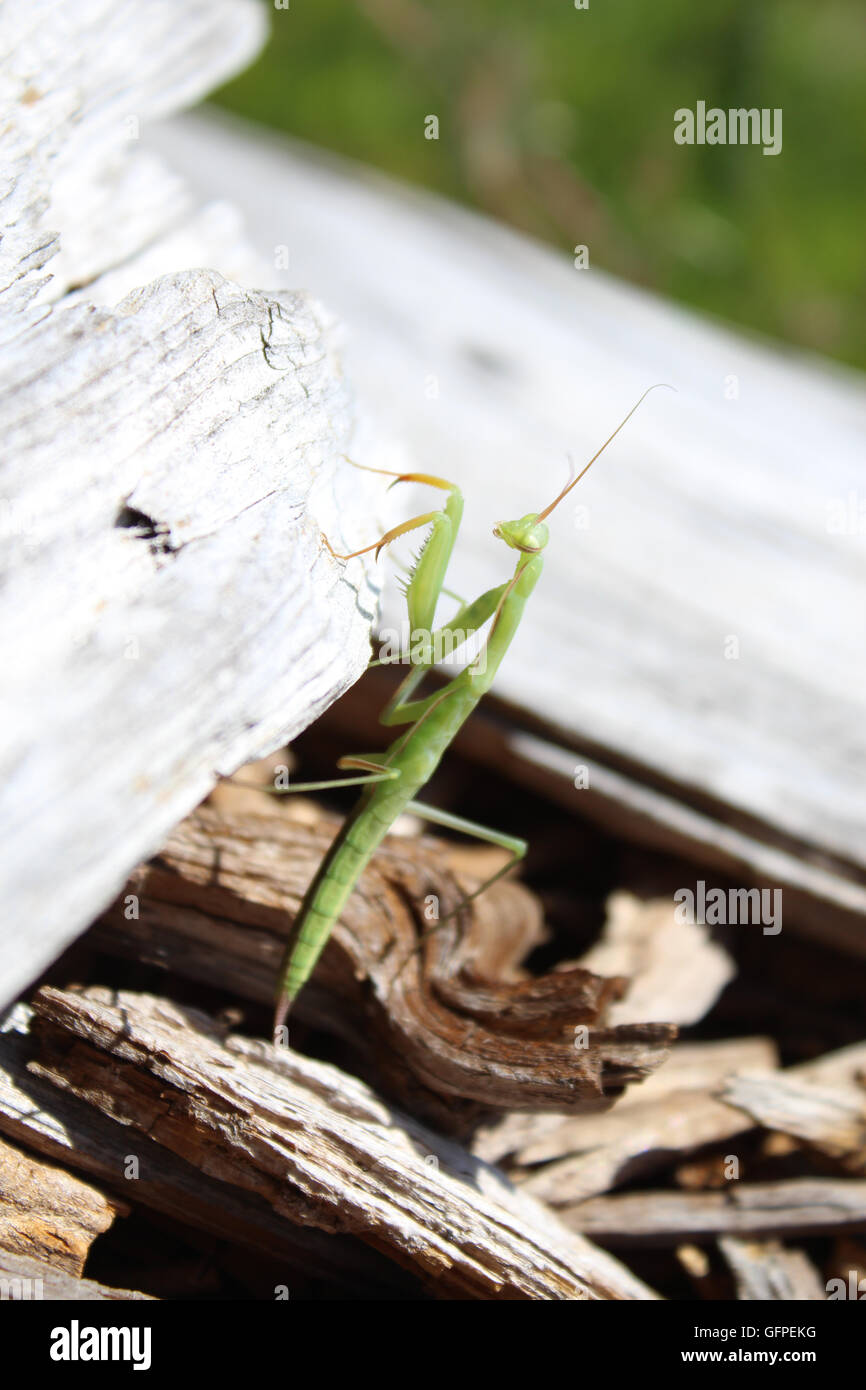 Small Mantis Traversing a Log Stock Photo - Alamy