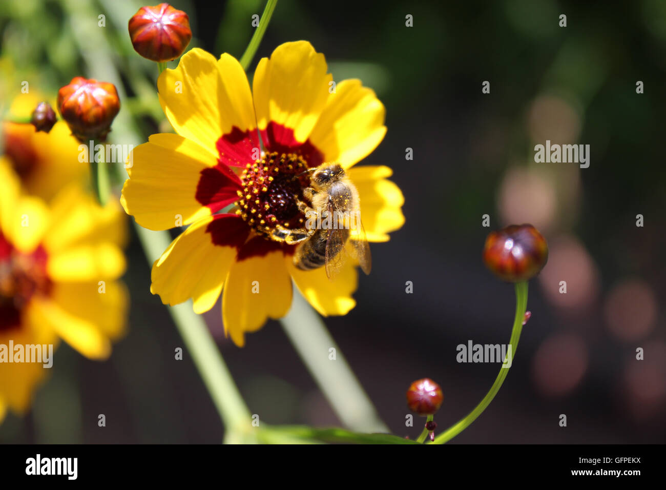 Bee covered in pollen hi-res stock photography and images - Alamy
