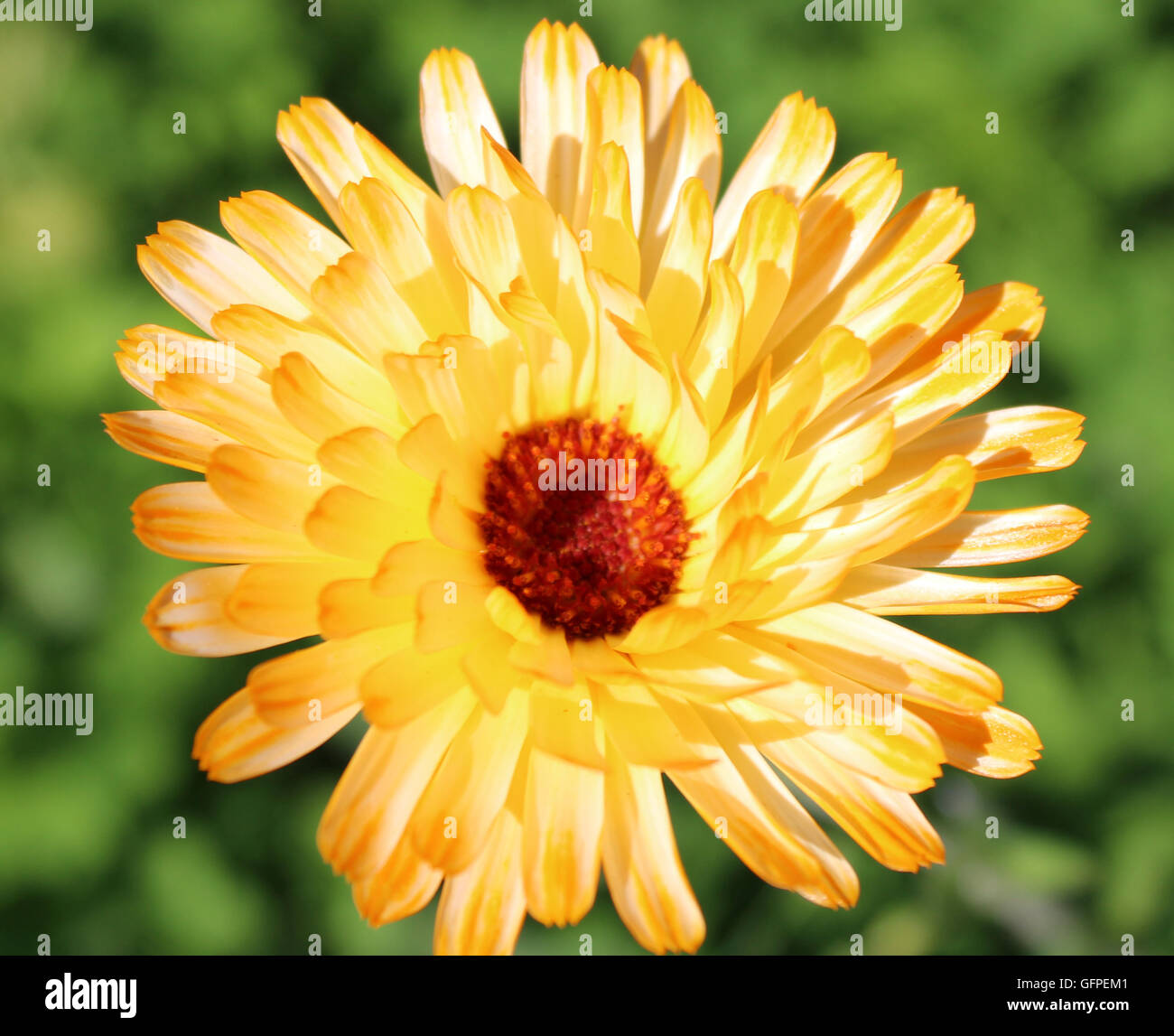 Small Orange Flower With a Red-Orange Center Against Green Background ...