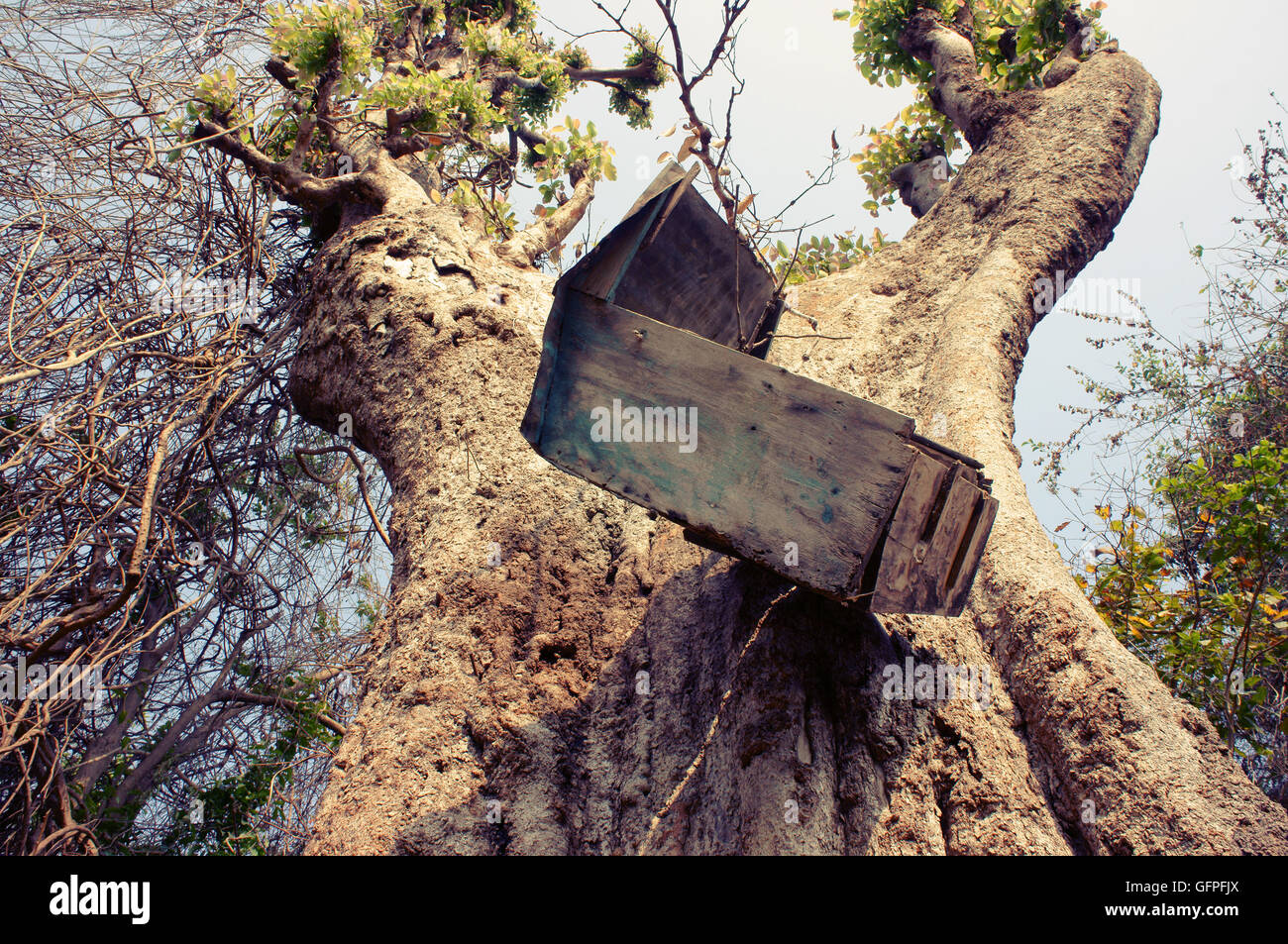 Amazing view with old mailbox hang overhead on large tree trunk in ...