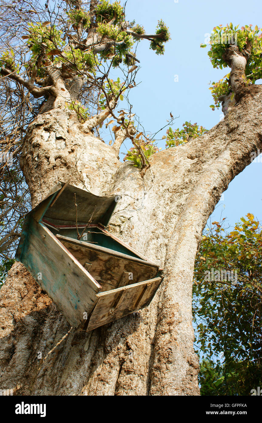 Amazing view with old mailbox hang overhead on large tree trunk in ...