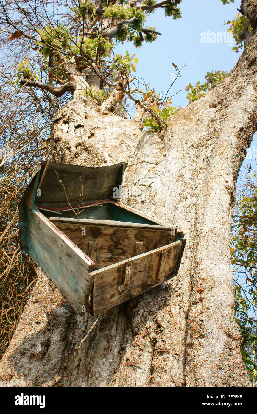 Amazing view with old mailbox hang overhead on large tree trunk in ...