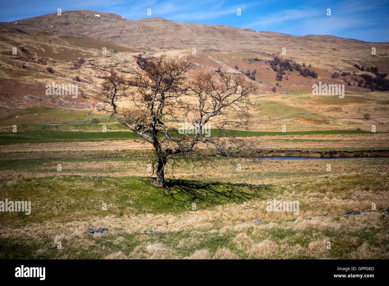 A single tree in the Northern Highlands of Scotland Stock Photo - Alamy