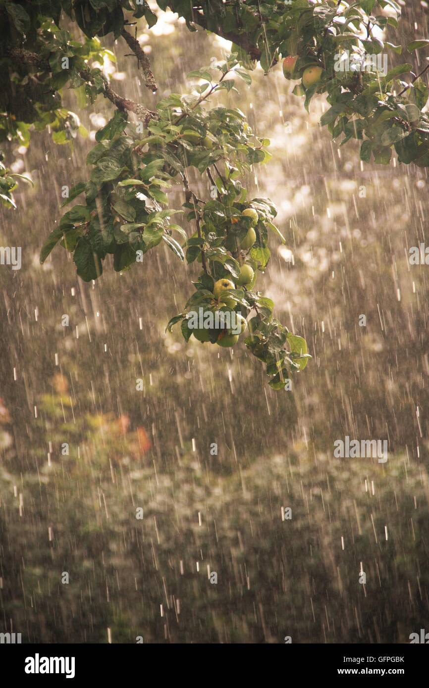 Midsummer tree hi-res stock photography and images - Alamy