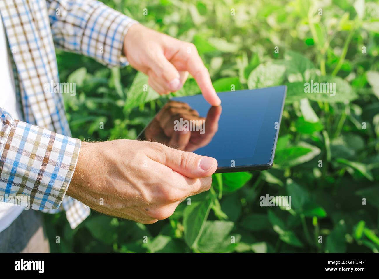 Farmer using digital tablet computer in cultivated soybean crops field ...