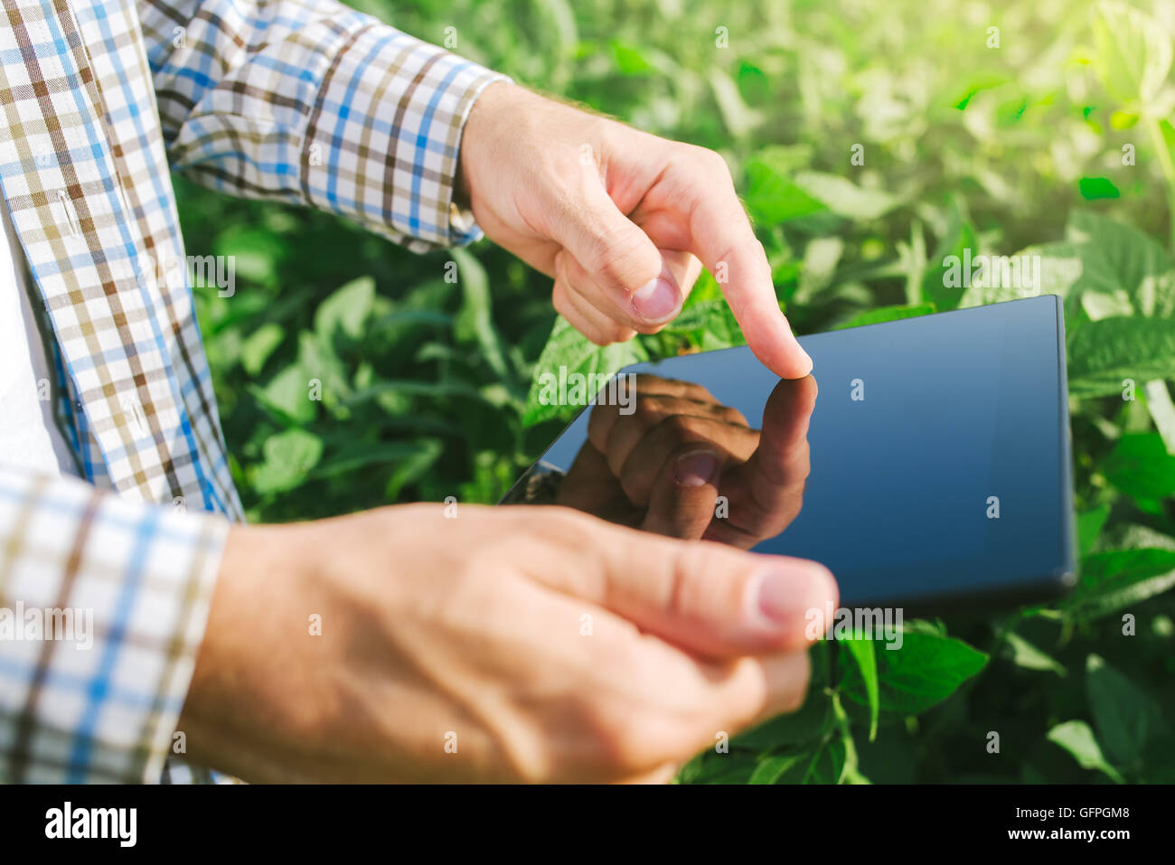 Farmer using digital tablet computer in cultivated soybean crops field ...
