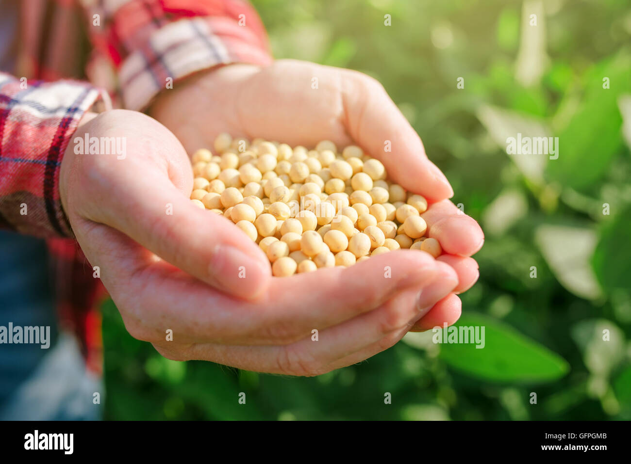 Female farmer with handful od soybean in cultivated field, agricultural ...