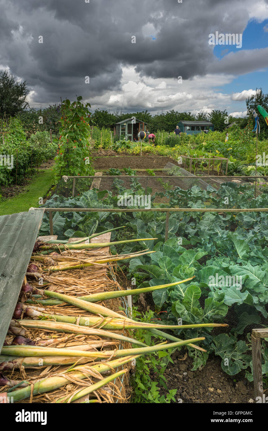 UK Weather. Rain clouds gather over an allotment as gardeners work to ...