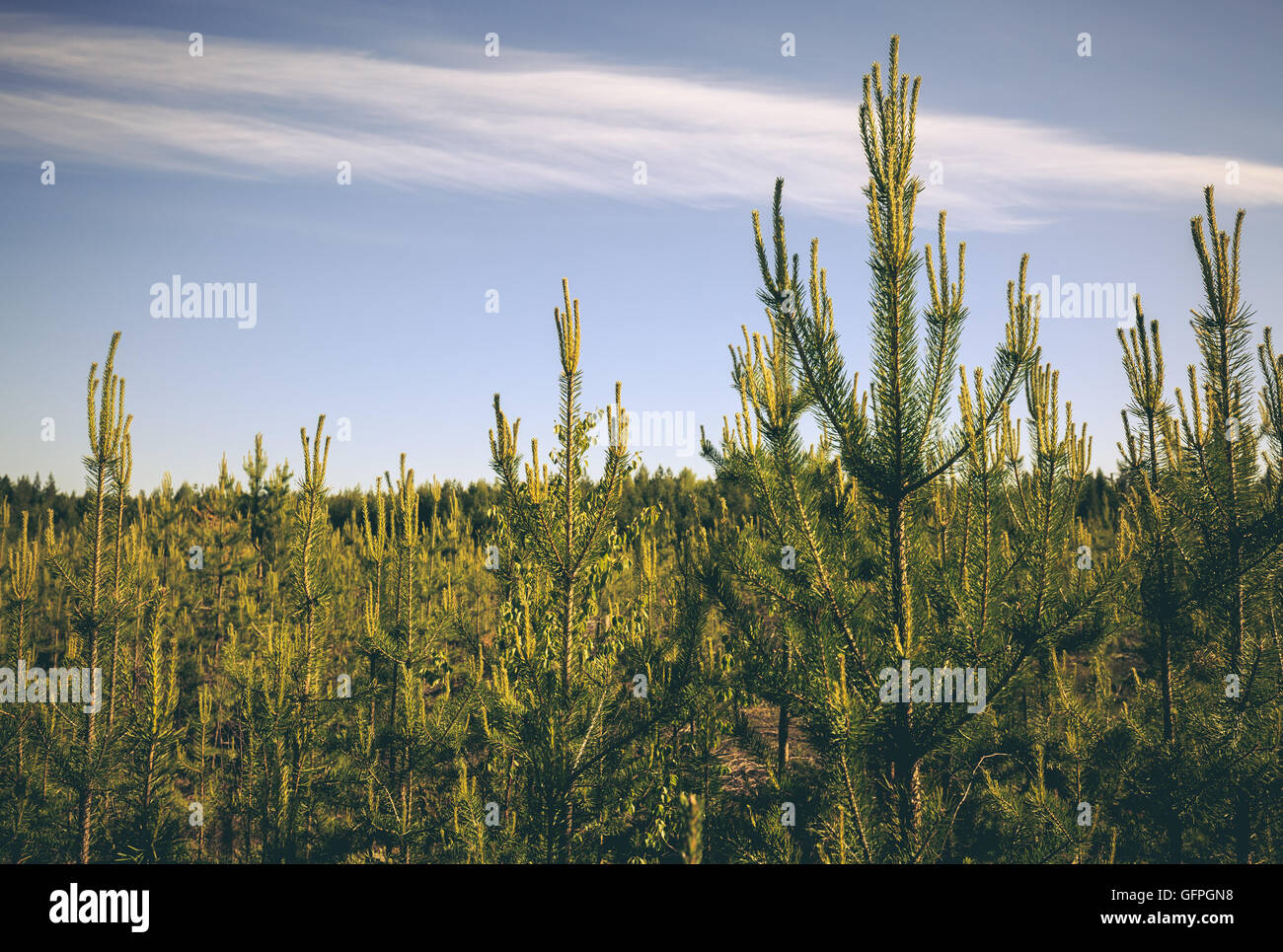 Pines pinus silvestris hi-res stock photography and images - Alamy