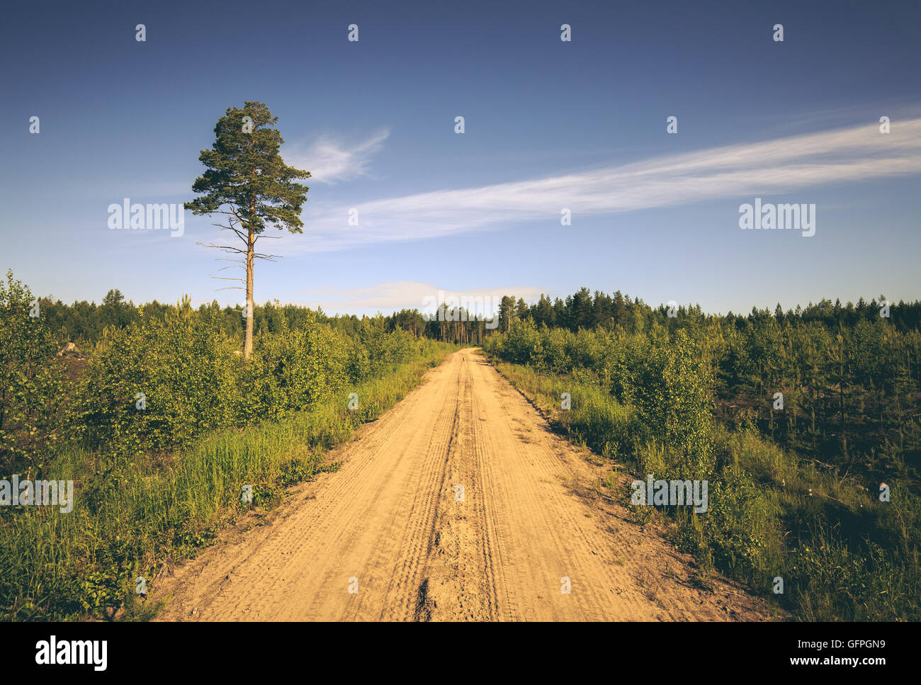 Empty forest road hi-res stock photography and images - Alamy