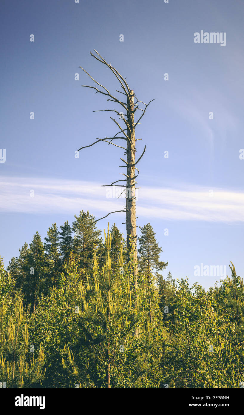 Single death tree hi-res stock photography and images - Alamy