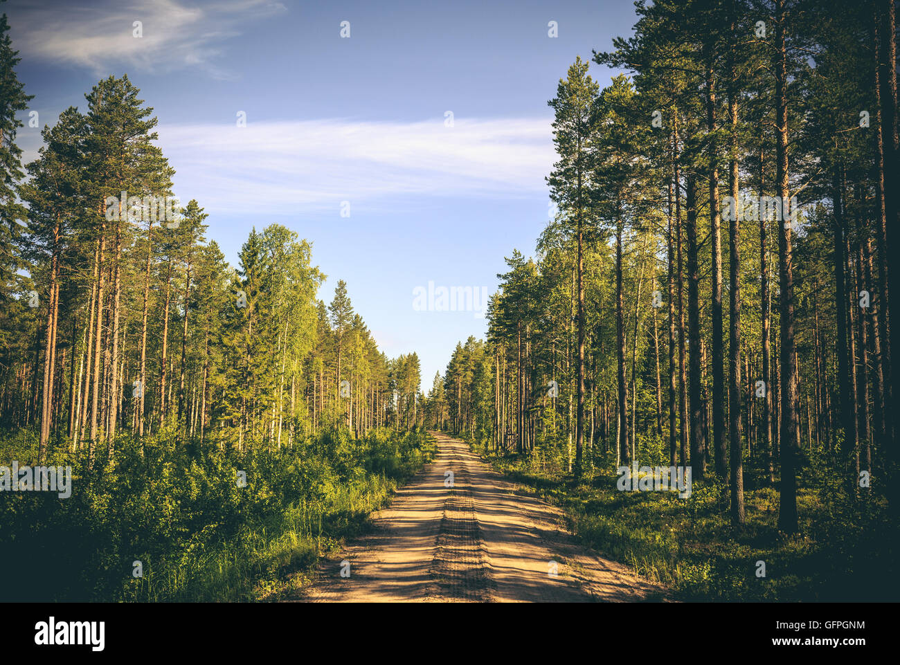 Empty forest hi-res stock photography and images - Alamy