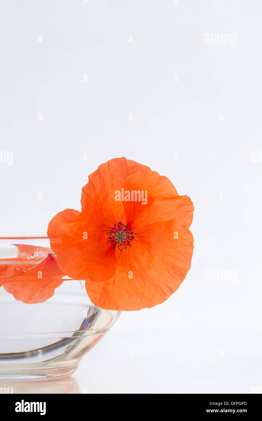 Poppy in glass cup Stock Photo - Alamy