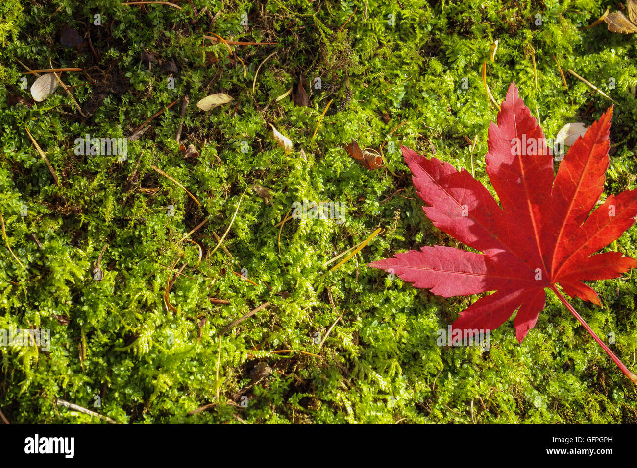 Closeup on maple leaf on the ground Stock Photo - Alamy