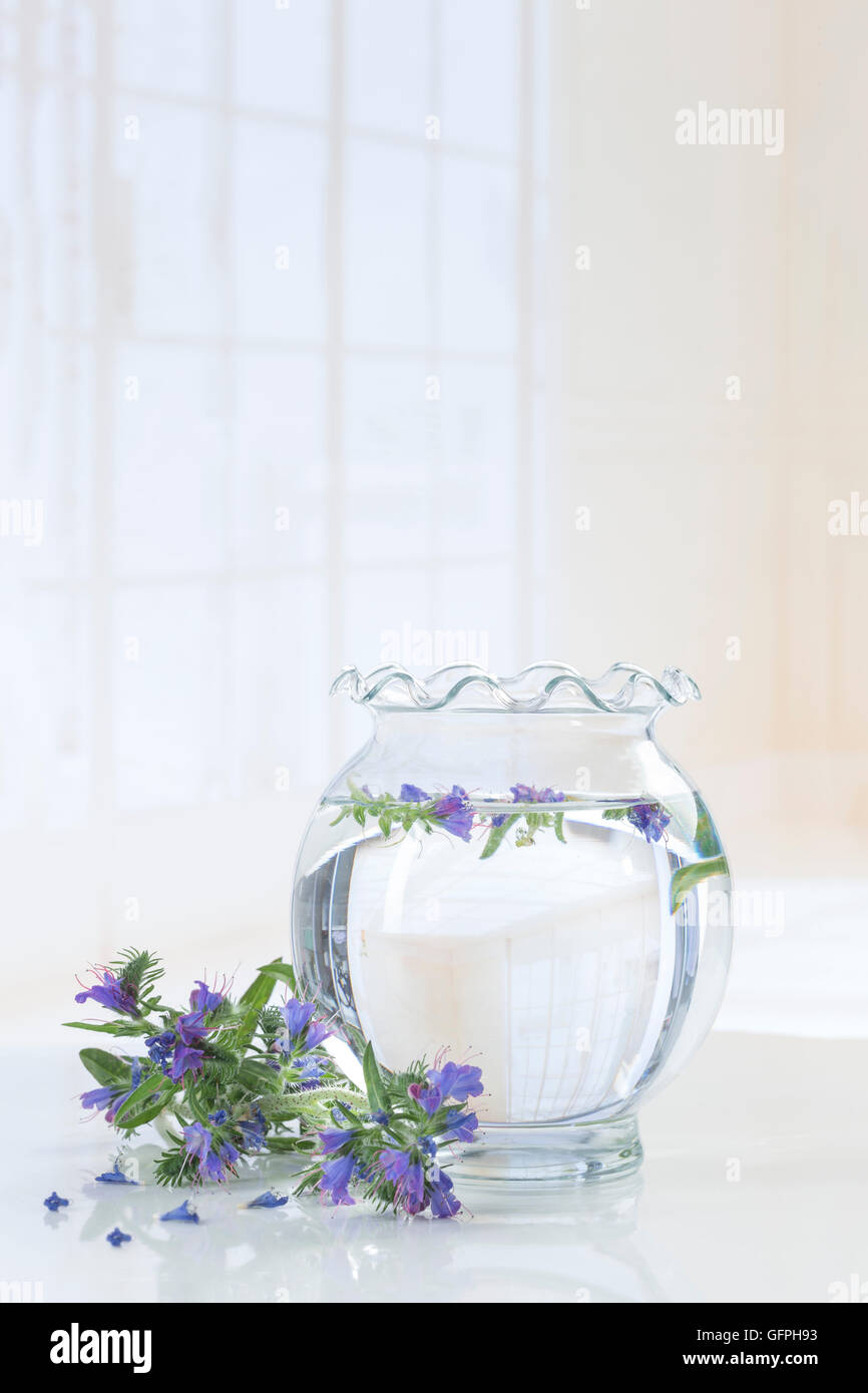 Borage oil Borago Officinalis Stock Photo - Alamy