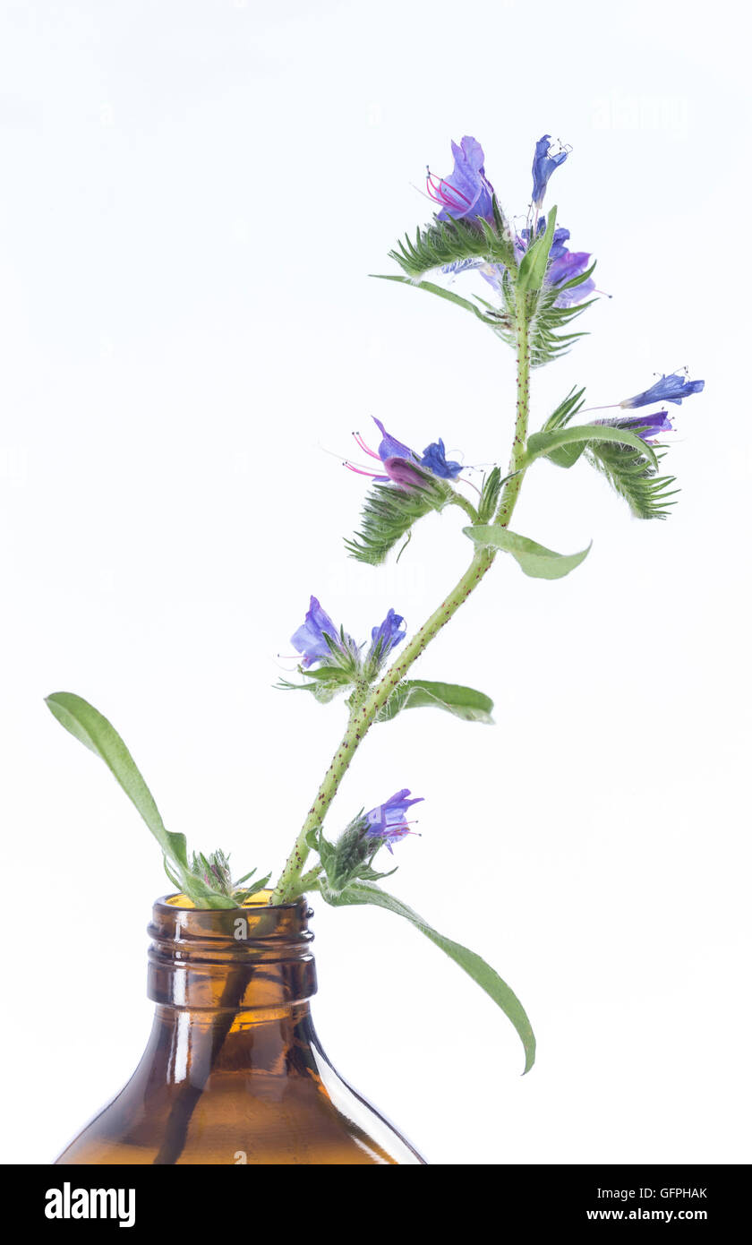 Borage oil Borago Officinalis Stock Photo - Alamy
